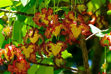 Nutmeg Tree Flower