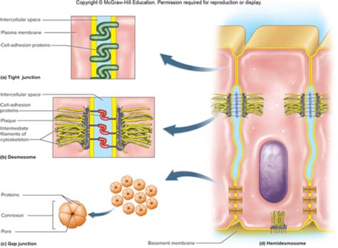 Cell Junctions Flashcards Quizlet