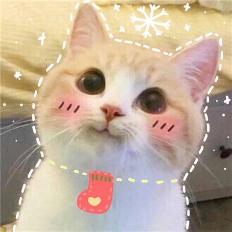 Bộ Sưu Tập Hình Ảnh Con Mèo Cute Full 4k Với Hơn 999 Tấm Ảnh Cực Chất
