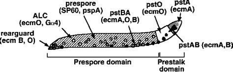 Figure 1 From Control Of Spatial Patterning And Cell Type Proportioning In Dictyostelium