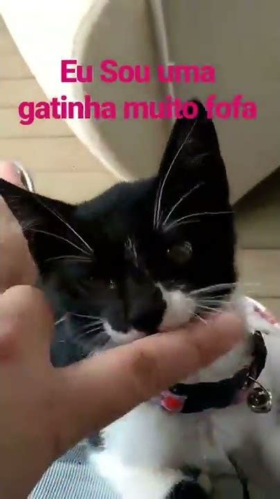 Eu Sou Uma Gatinha Muito Fofa Youtube