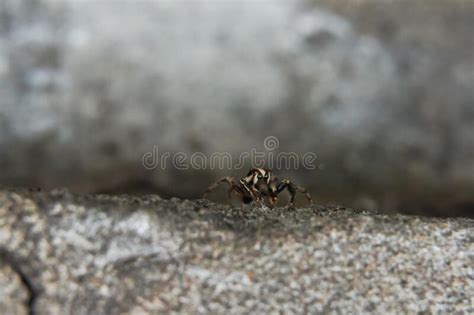 This Is A Macro Photo Of A Spider Spider Macro Photo Jumping Spider