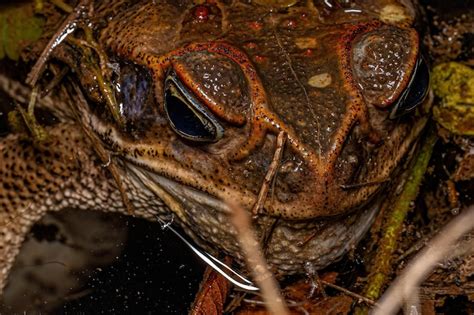 Premium Photo Adult Cururu Toad