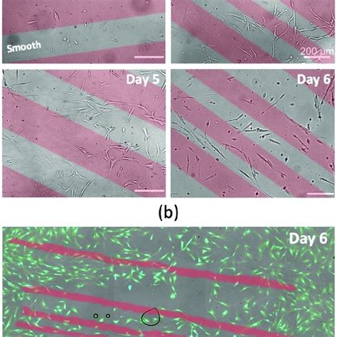 Fibroblasts Cultured On Pla Films With Foamed Patterns A