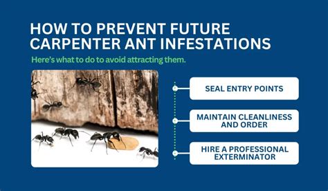 Carpenter Ants Treatment