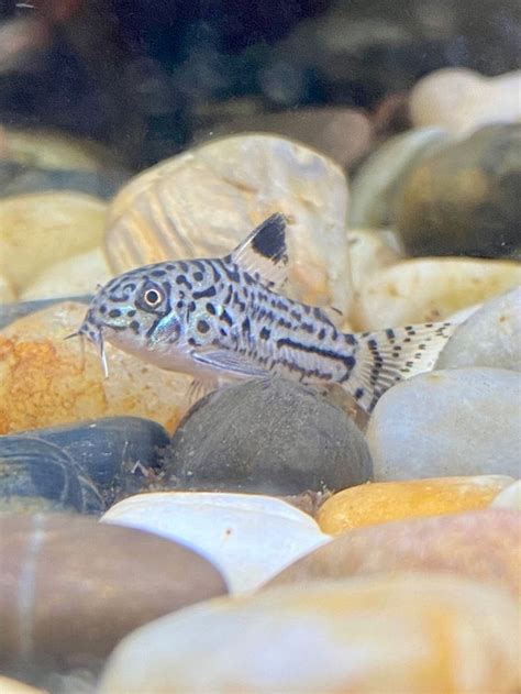 Corydora Fish