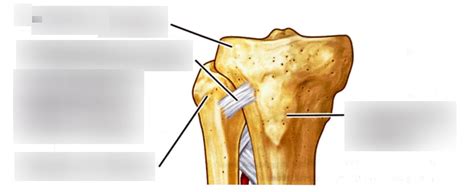 Diagram Of Kin100 Proximal Tibiofibular Joint Quizlet
