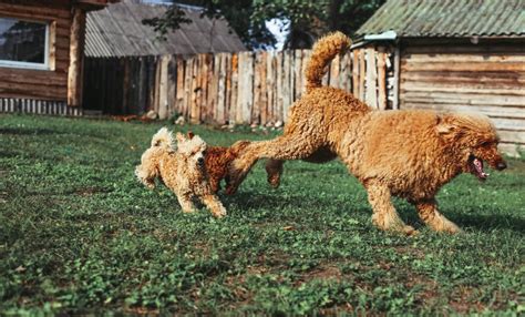 토이 푸들 성격 및 특징 똑똑하고 눈치 빠른 사랑둥이 비마이펫 라이프