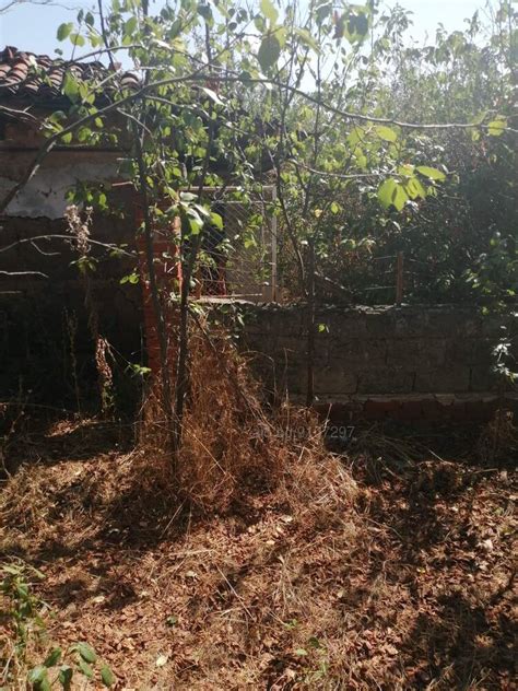 Каменна река Къща с дворно място Едноетажна къща 60 кв м РЗП 2200 кв м двор Къщи Вили