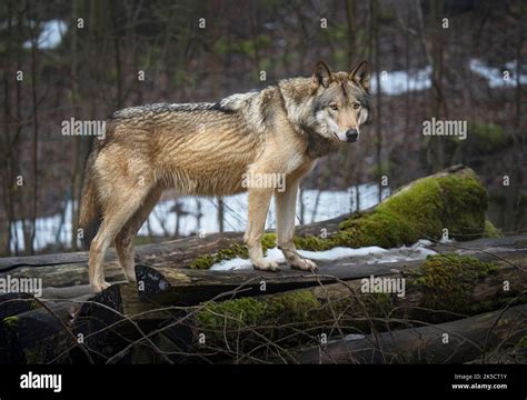 Sad Wolf Images Picture