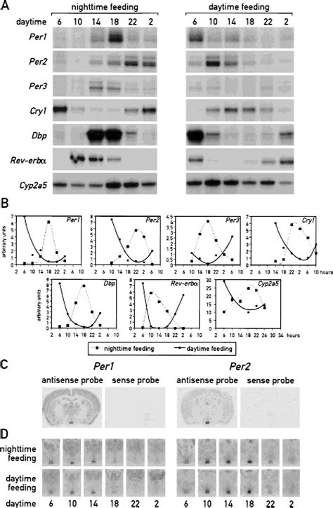 Structure Of Suprachiasmatic Nucleus Semantic Scholar