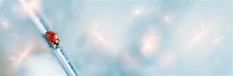 와이드 스크린 착색 무당 벌레와 초점을 맞춘 배경 예술 디자인 배너 0명에 대한 스톡 사진 및 기타 이미지 0명 가벼운 계절 Istock