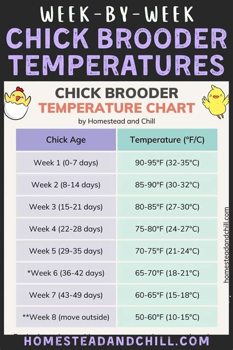 Chicken Brooder Temperature Chart At Alannah James Blog