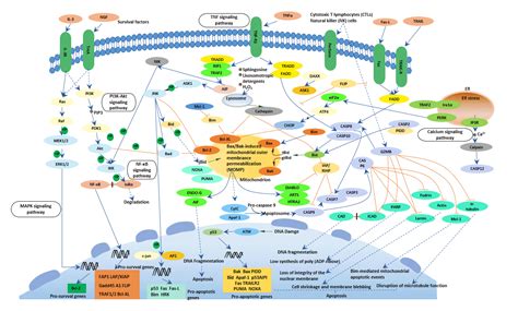 Apoptosis Signaling Pathway Cusabio