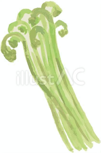 わらびイラスト No 1880087無料イラストフリー素材ならイラストAC