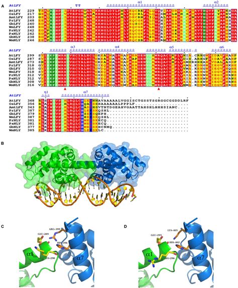 Sequence Alignment And Homology Models Of The Dna Binding Domain Dbd