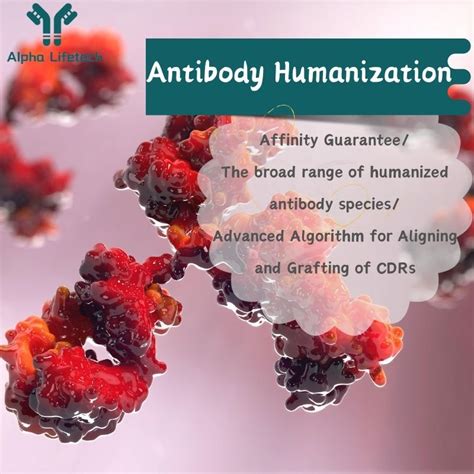 Humanized Antibodies A Breakthrough In Antibody Engineering Alpha
