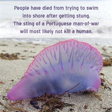 15 Facts About The Portuguese Man Of War Thatll Have You Saying “didya Know…”