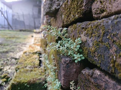 Biological Weathering Chemical Weathering Geography Mammoth