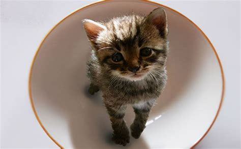 皮堡斯猫多大 皮堡斯猫图片 皮堡斯猫有多小