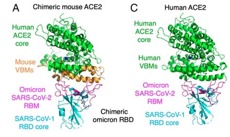 Juan Lama Auf Linkedin Structural Basis For Mouse Receptor Recognition