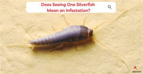 Where Do Silverfish Come From Uplifting Facts Bugstips