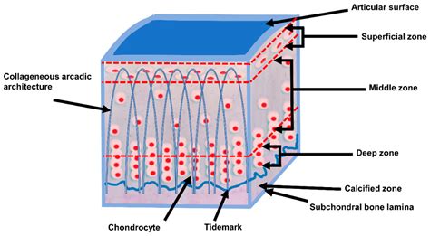 Cartilage Cell Diagram