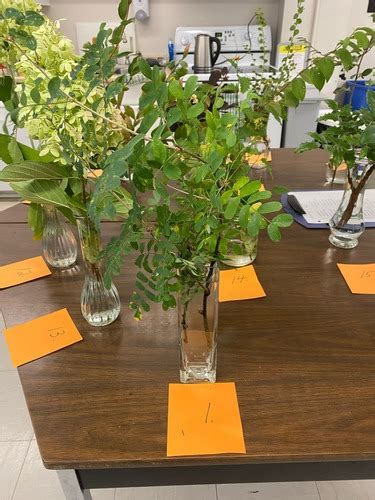 Shrubs Flashcards Quizlet