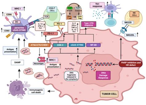 Encyclopedia Mdpi On Linkedin Immunotherapy