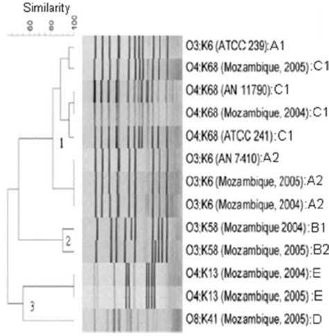 Pfge Profile Of The Genomic Dna Of V Parahaemolyticus Isolates From Download Scientific