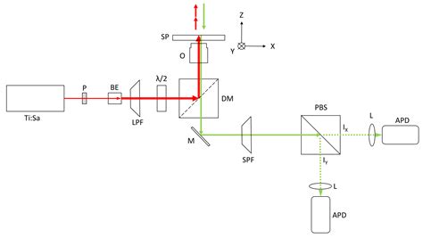 Polarization Sensitive Two Photon Microscopy For A Label Free Amyloid