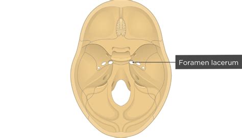 Fissures Foramina And Markings Of The Base Of The Skull Getbodysmart