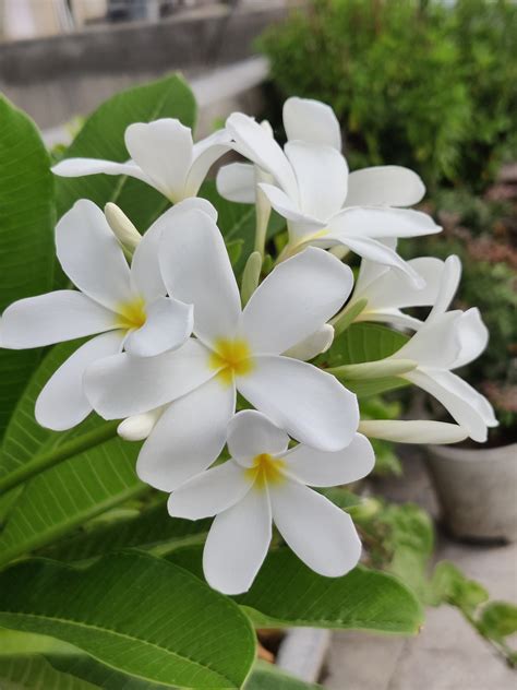 Fleurs De Champa Plumeria Alba Dok Photo Gratuite Sur Pixabay Pixabay