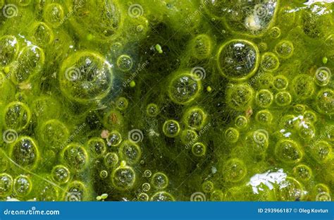 Freshwater Algae Spirogyra Release Oxygen Into The Air Oxygen Synthesis In Water Bodies Stock