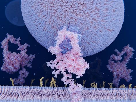 Premium Photo Ldl Particle Binding To The Ldl Receptor