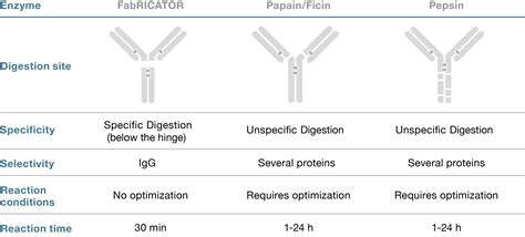 Genovis Generating F Ab´ 2 And Fc 2 Antibody Fragments