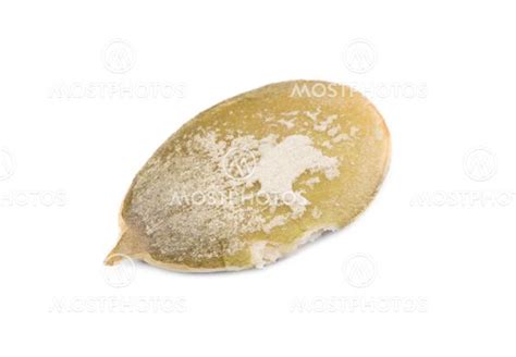 Single Pumpkin Seed