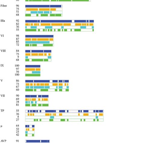 Structural Model Of Adenovirus 51 Schematic Diagram Of Hadv Showing Download Scientific