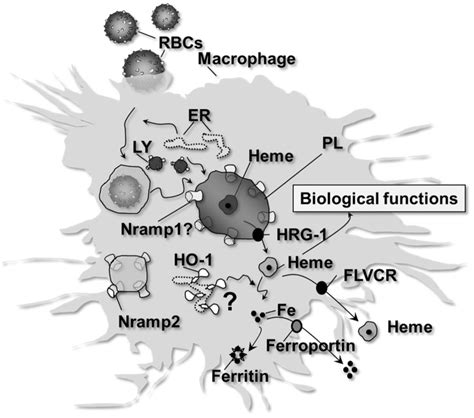 Senescent Rbc Are Specifically Recognized And Engulfed By Bmdm Inside Download Scientific