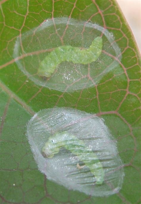 Leaf Miners Identification Damage And Control Methods Leaf Miners Identification Damage And Control Methods