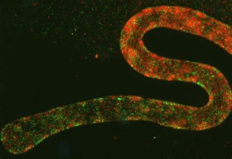 Caught In The Act Microbes Do Have Sex