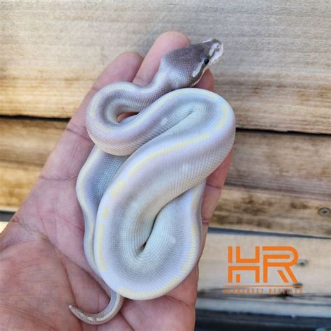 Purple Passion Ball Python By Hernandez Reptiles Morphmarket
