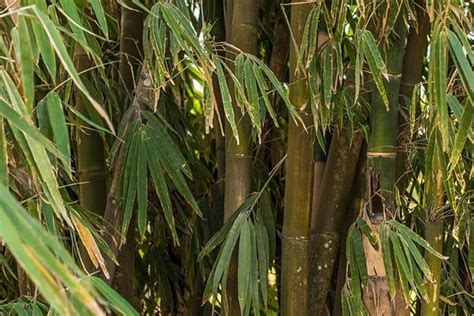 Timor Leste Wildlife And Nature Tourism Timor Leste