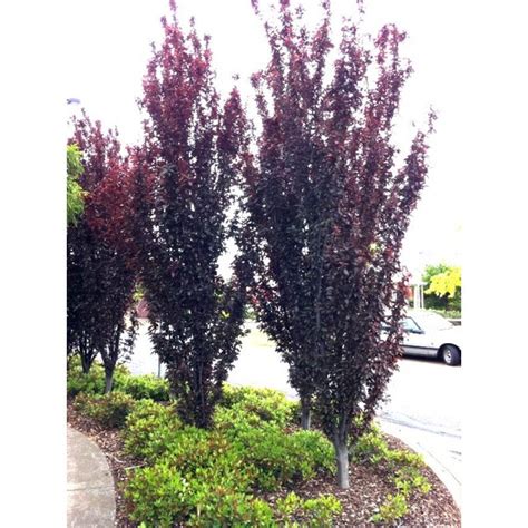 Arbore Ornamental Cu Flori Prun Rosu Prunus Nigra Visiniu Yurta