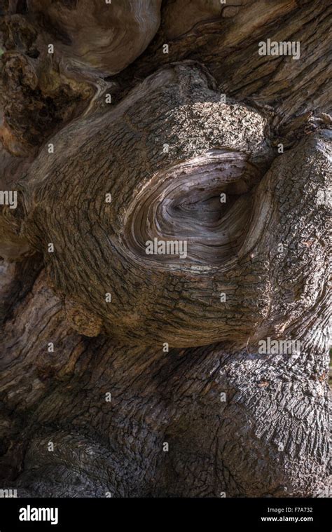 Twisted Tree Trunk Hi Res Stock Photography And Images Alamy