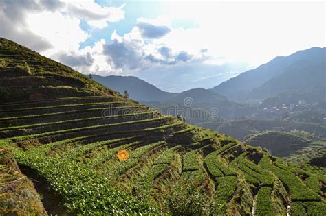 Contour Terraced Fields On Hillside With Sunlit Mountain Background