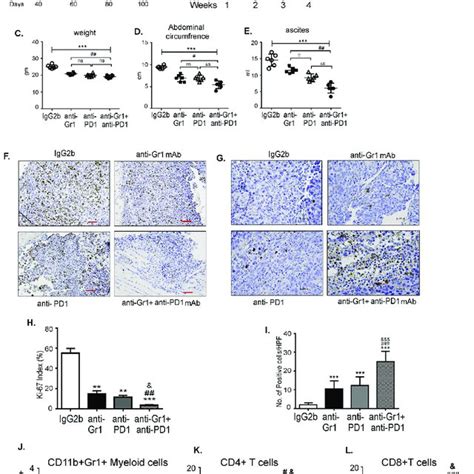 Depletion Of Cd11b D Gr1 D Myeloid Cells By Anti Gr1 Monoclonal
