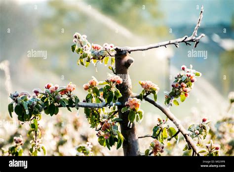 Frost Protection Sprinkler Hi Res Stock Photography And Images Alamy