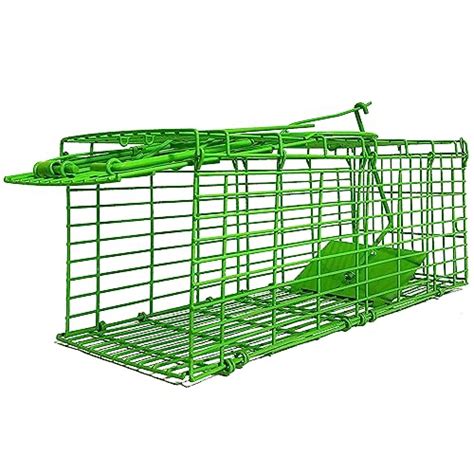Find The Best Bait For Squirrel Trap Reviews And Comparison Katynel