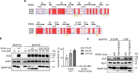 bont e differentiates sv2a and sv2b from sv2c a amino acid sequence